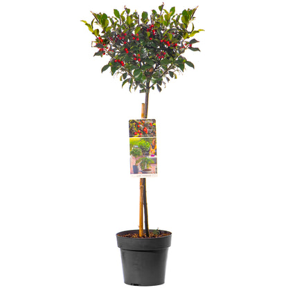 Standard Ilex Patio Tree | Holly Tree – Gardeners Dream