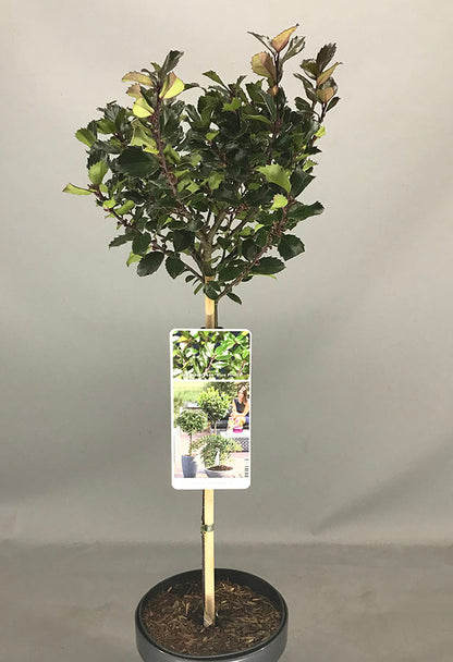 Ilex 'Blue Prince' Patio Tree | Holly Tree – Gardeners Dream