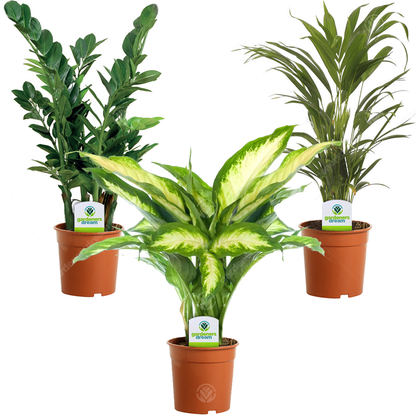 Statement House Plant Bundle – Gardeners Dream