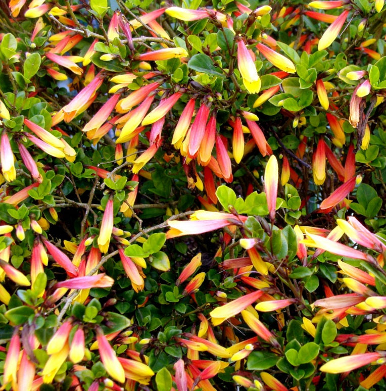 Jacobinia pauciflora | Brazilian Fuchsia – Gardeners Dream