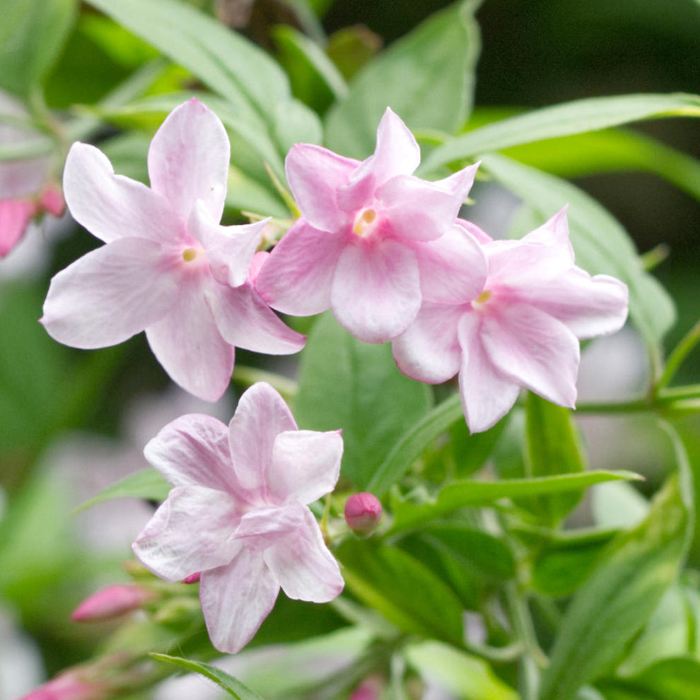 Jasminum stephanense | Jasmine – Gardeners Dream