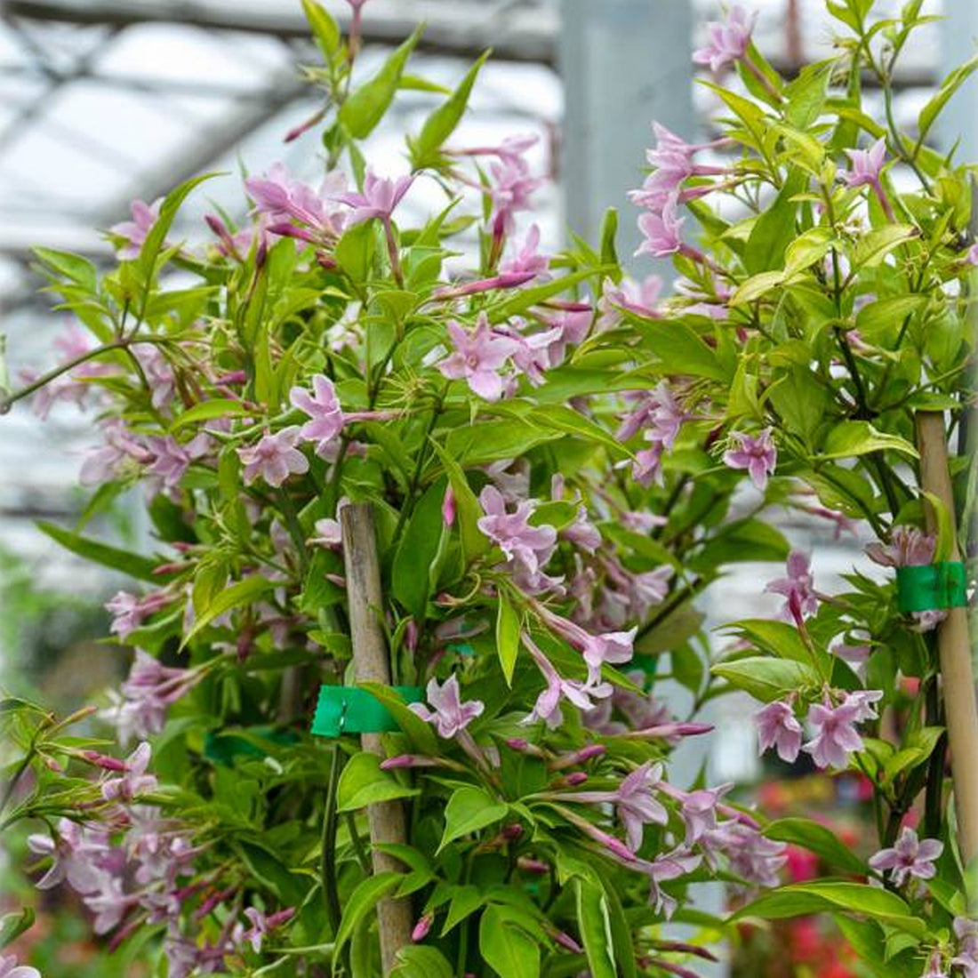 Jasminum stephanense | Jasmine – Gardeners Dream