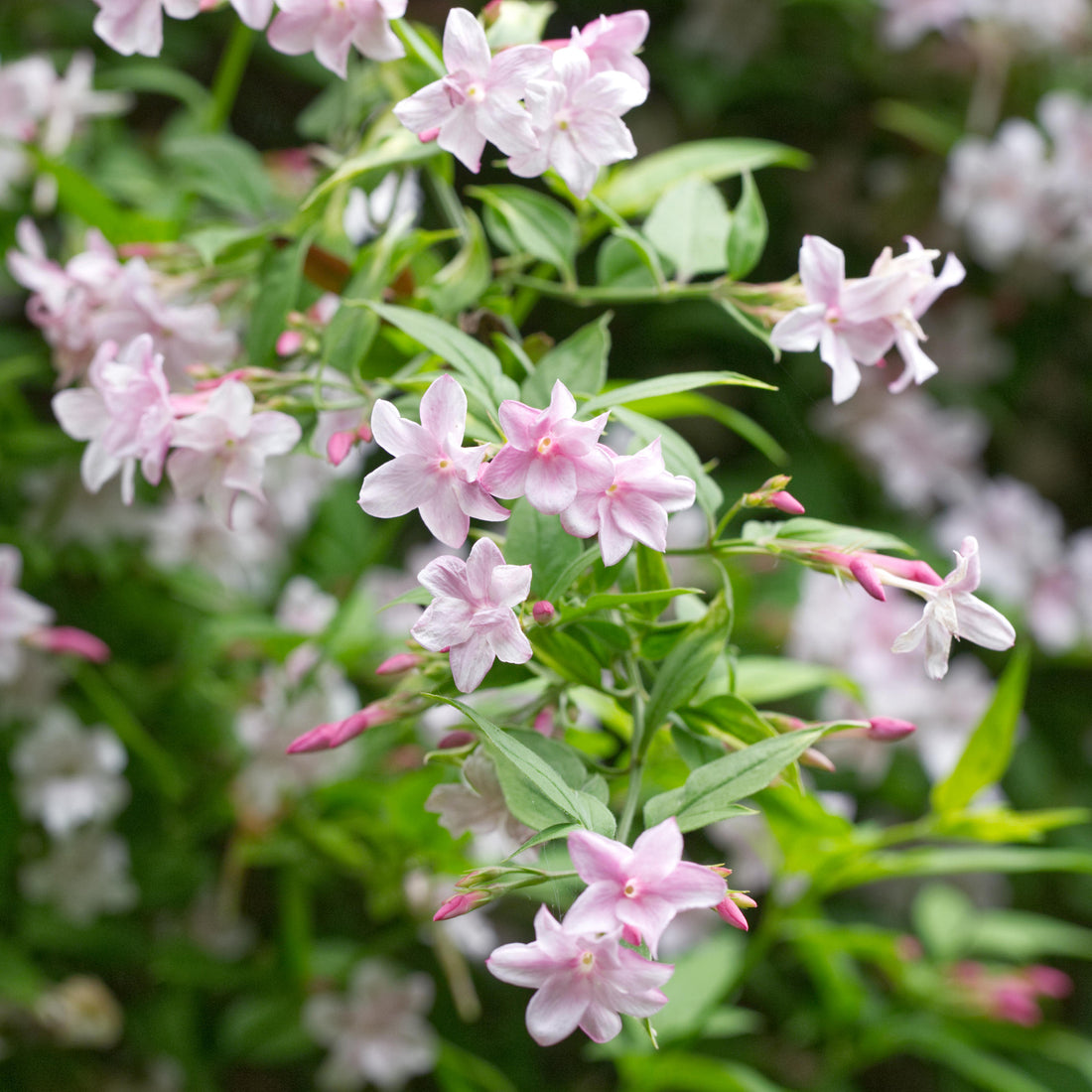 Jasminum stephanense | Jasmine – Gardeners Dream