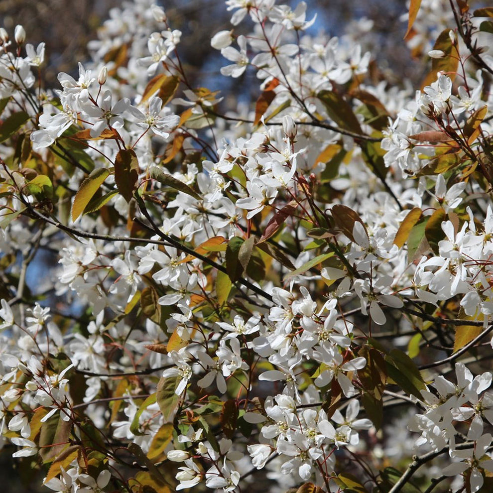 Juneberry Bare Root Hedge | Shadbush – Gardeners Dream