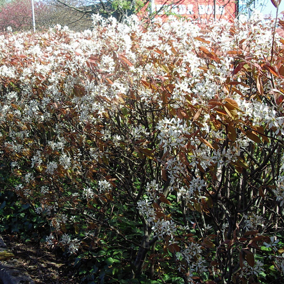 Juneberry Bare Root Hedge | Shadbush – Gardeners Dream