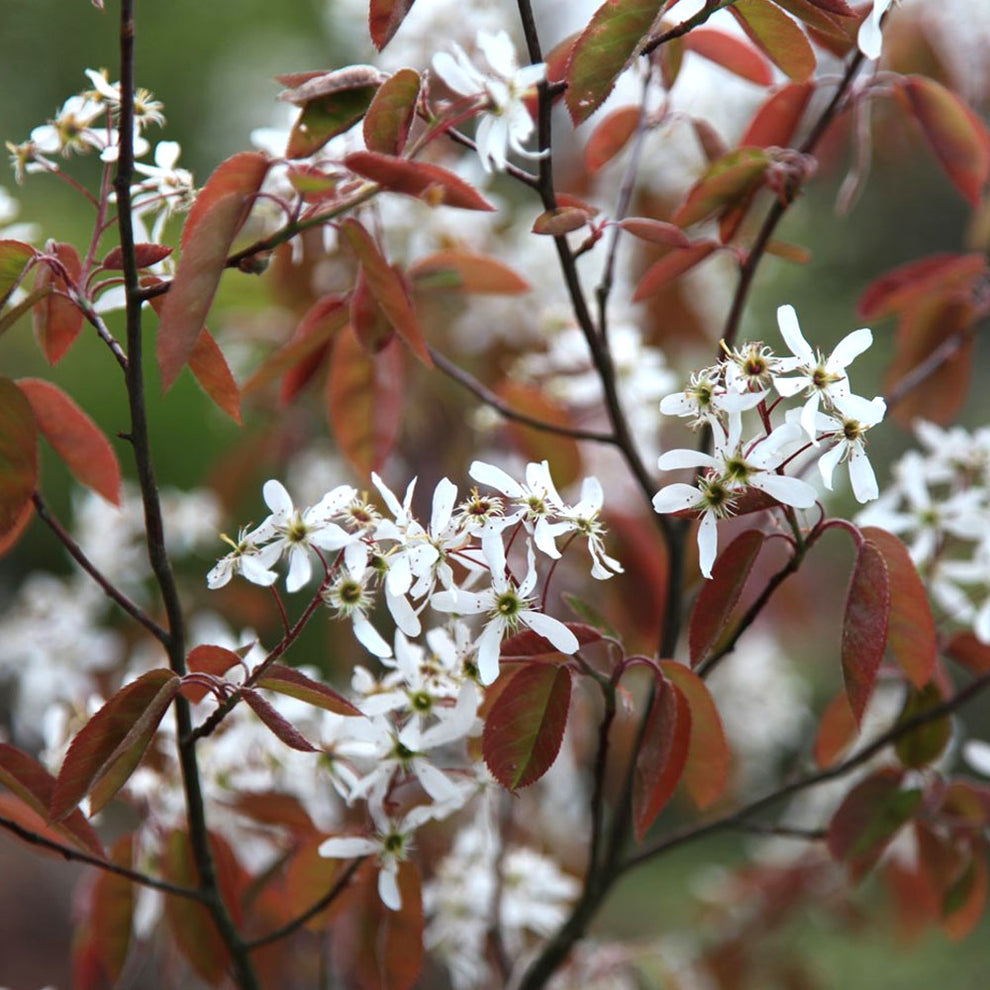 Juneberry Bare Root Hedge | Shadbush – Gardeners Dream