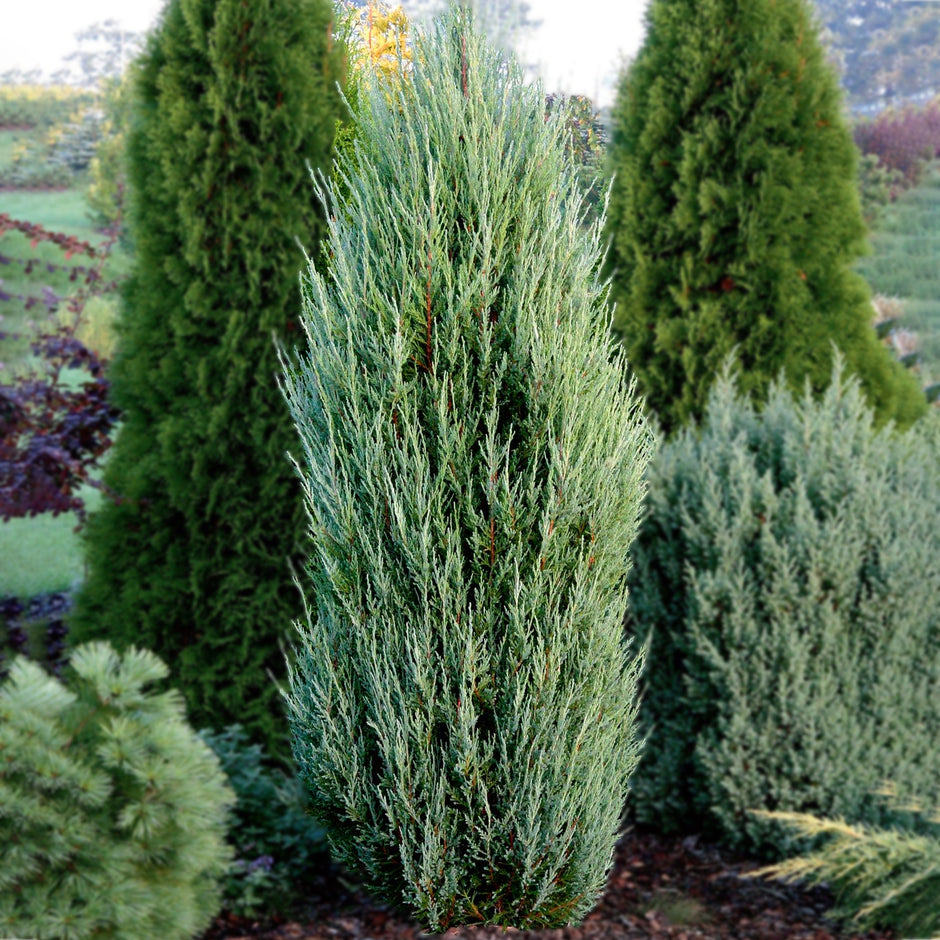 How to Grow Juniper Trees and Shrubs | Gardeners Dream