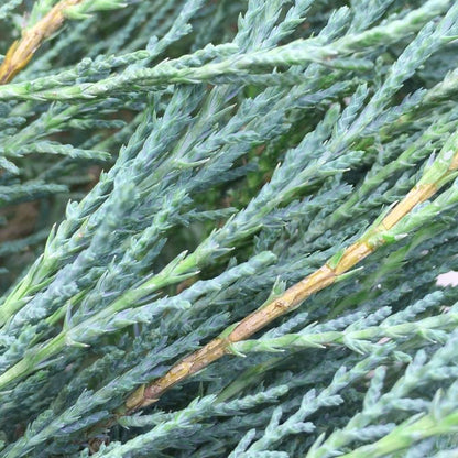 Juniperus 'Blue Arrow' | Rocky Mountain Juniper – Gardeners Dream