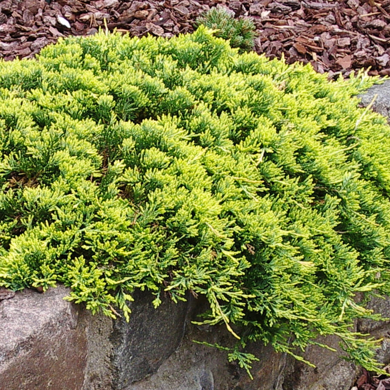 Juniperus 'Golden Carpet' | Creeping Juniper – Gardeners Dream