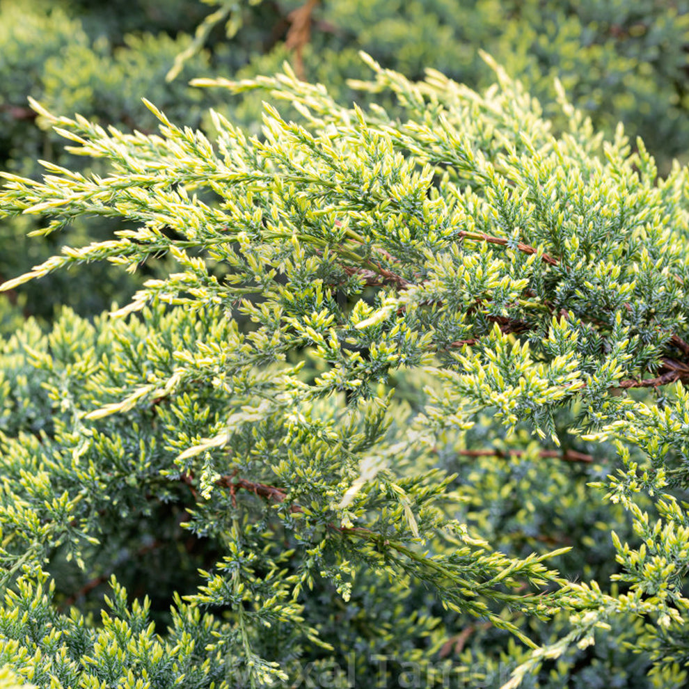Juniperus 'Golden Carpet' | Creeping Juniper – Gardeners Dream