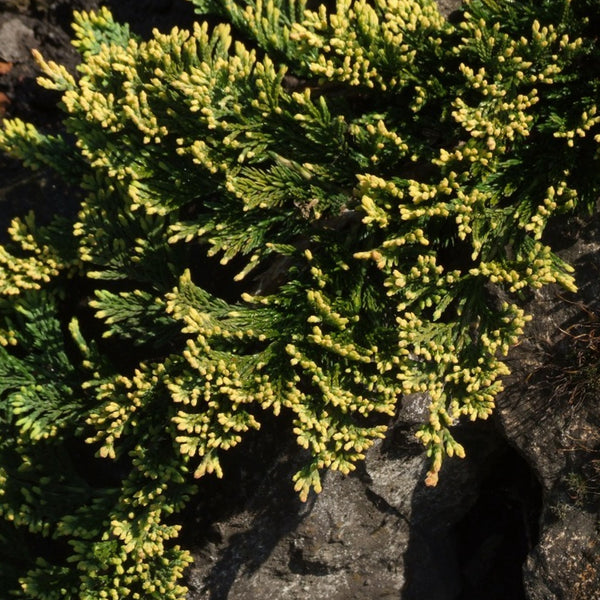 Juniperus 'Golden Carpet' | Creeping Juniper – Gardeners Dream