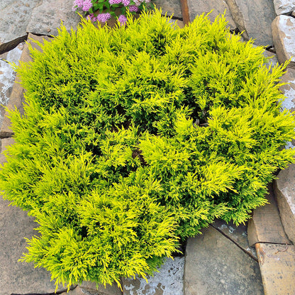 Juniperus 'Limeglow' | Creeping Juniper – Gardeners Dream