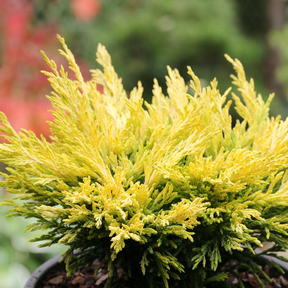 Juniperus 'Limeglow' | Creeping Juniper – Gardeners Dream
