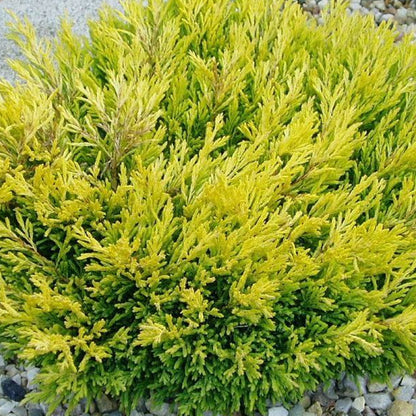 Juniperus 'Limeglow' | Creeping Juniper – Gardeners Dream