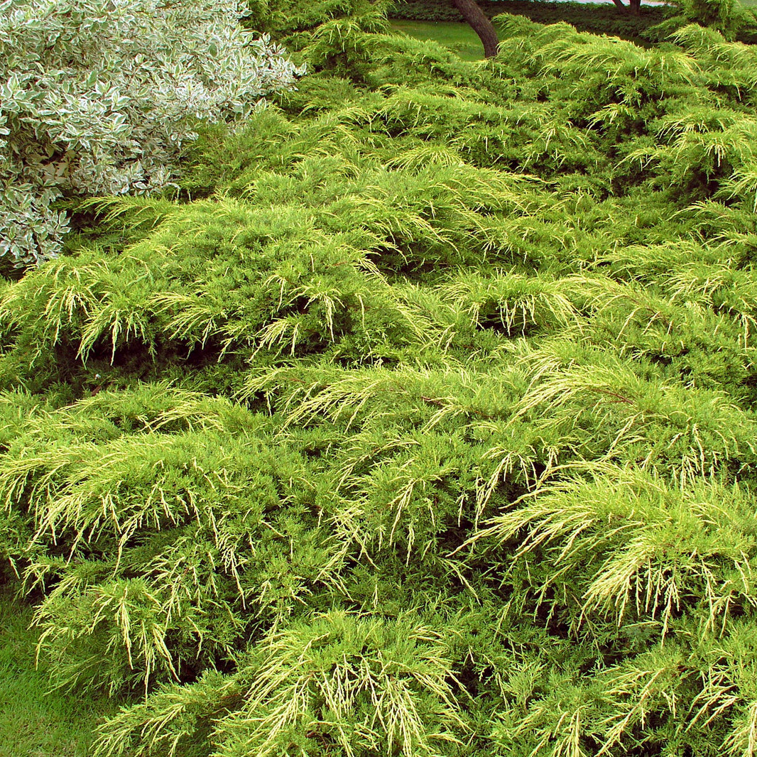How to Grow Juniper Trees and Shrubs | Gardeners Dream