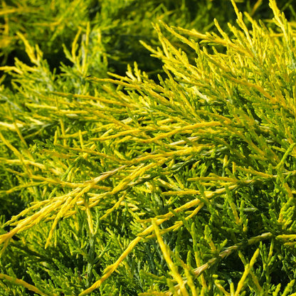 Juniperus 'Pfitzeriana Aurea' | Golden Pfitzer Juniper – Gardeners Dream