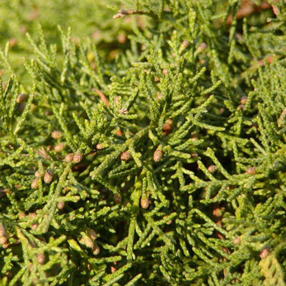 Juniperus 'Pfitzeriana Aurea' | Golden Pfitzer Juniper – Gardeners Dream