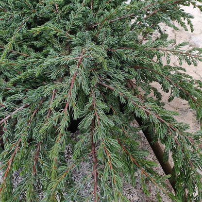 Juniperus 'Repanda' | Common Juniper – Gardeners Dream