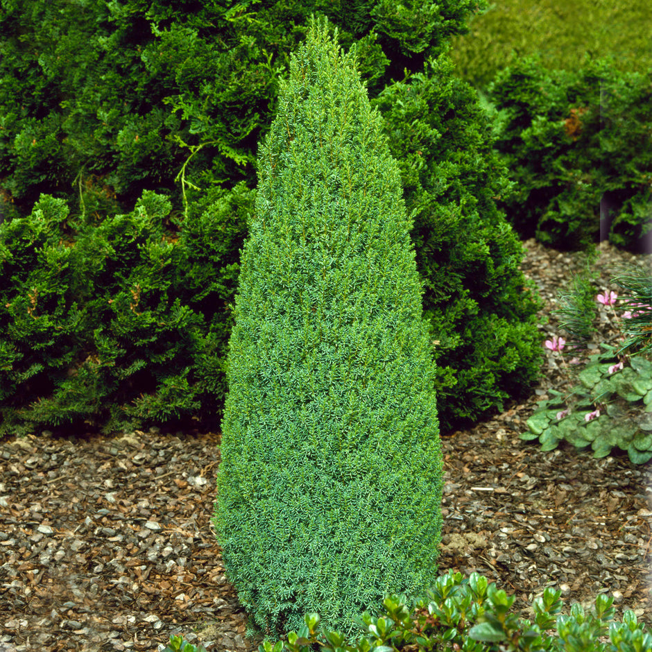 How to Grow Juniper Trees and Shrubs | Gardeners Dream