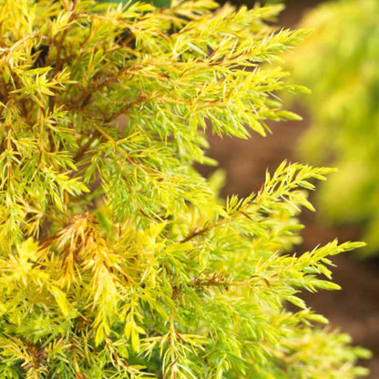 Juniperus 'Gold Cone' | Common Juniper – Gardeners Dream