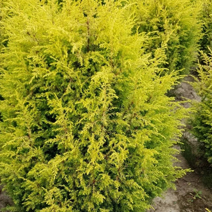 Juniperus 'Gold Cone' | Common Juniper – Gardeners Dream