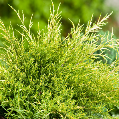 Juniperus 'Old Gold' | Chinese Juniper – Gardeners Dream