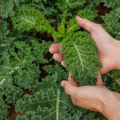 Kale Carry Pack | Kale – Gardeners Dream
