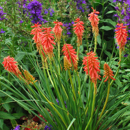 Kniphofia 'Red Hot Popsicle' | Red Hot Poker – Gardeners Dream