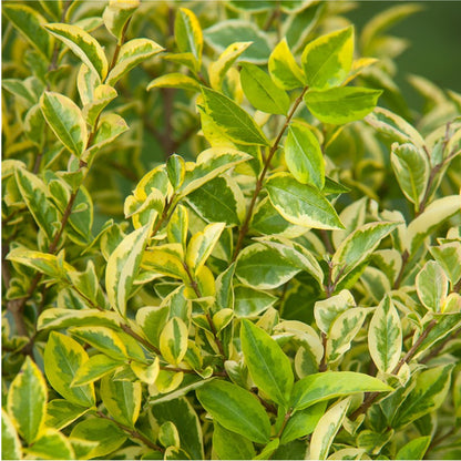Golden Privet Hedge | Wild Privet – Gardeners Dream