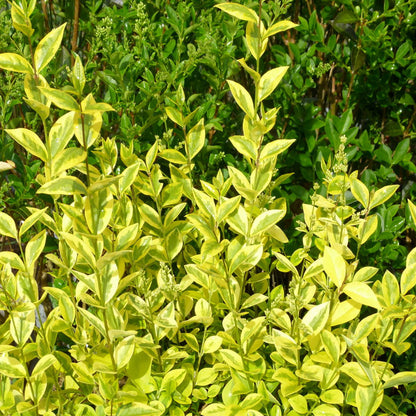 Golden Privet Hedge | Wild Privet – Gardeners Dream