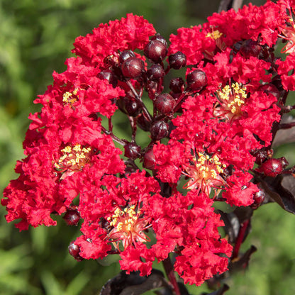 Lagerstroemia 'Red Magic' | Crape Myrtle – Gardeners Dream