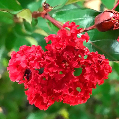 Lagerstroemia 'Red Magic' | Crape Myrtle – Gardeners Dream
