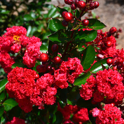 Lagerstroemia 'Red Magic' | Crape Myrtle – Gardeners Dream