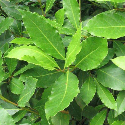 Laurus nobilis Shrub | Bay Laurel – Gardeners Dream