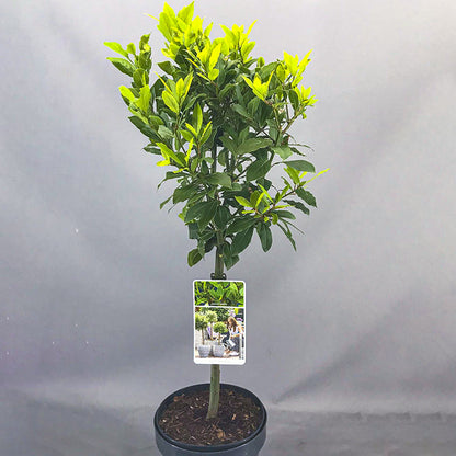 Laurus nobilis Patio Tree | Bay Laurel Tree – Gardeners Dream