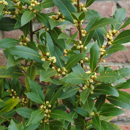Laurus nobilis Patio Tree | Bay Laurel Tree – Gardeners Dream