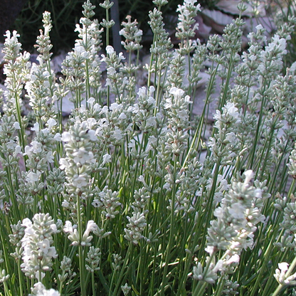 Lavandula 'Arctic Snow' | English Lavender – Gardeners Dream
