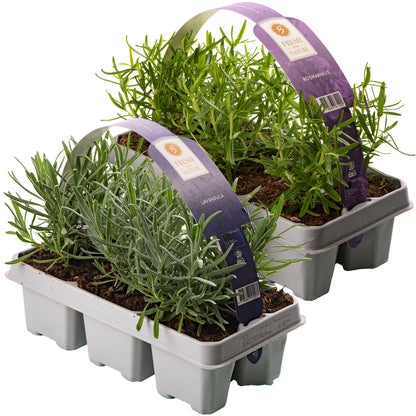 Lavender & Rosemary Mix Herb Plants | Lavender & Rosemary – Gardeners Dream