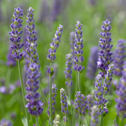 Lavender 'Blue Spear' Herb Plants | Lavandula angustifolia – Gardeners ...