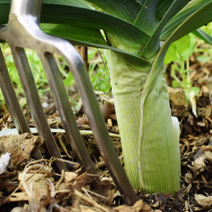 Leek Carry Pack | Leek – Gardeners Dream