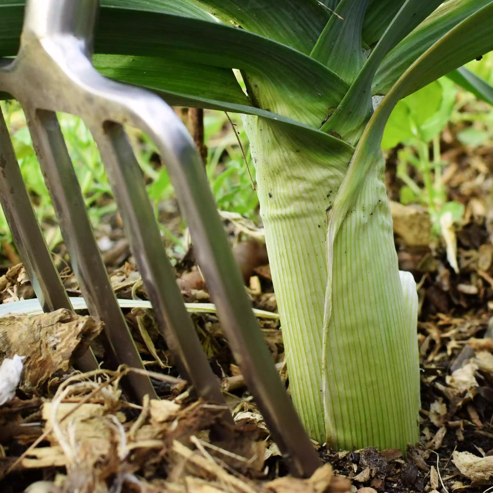 Leeks | Leek – Gardeners Dream