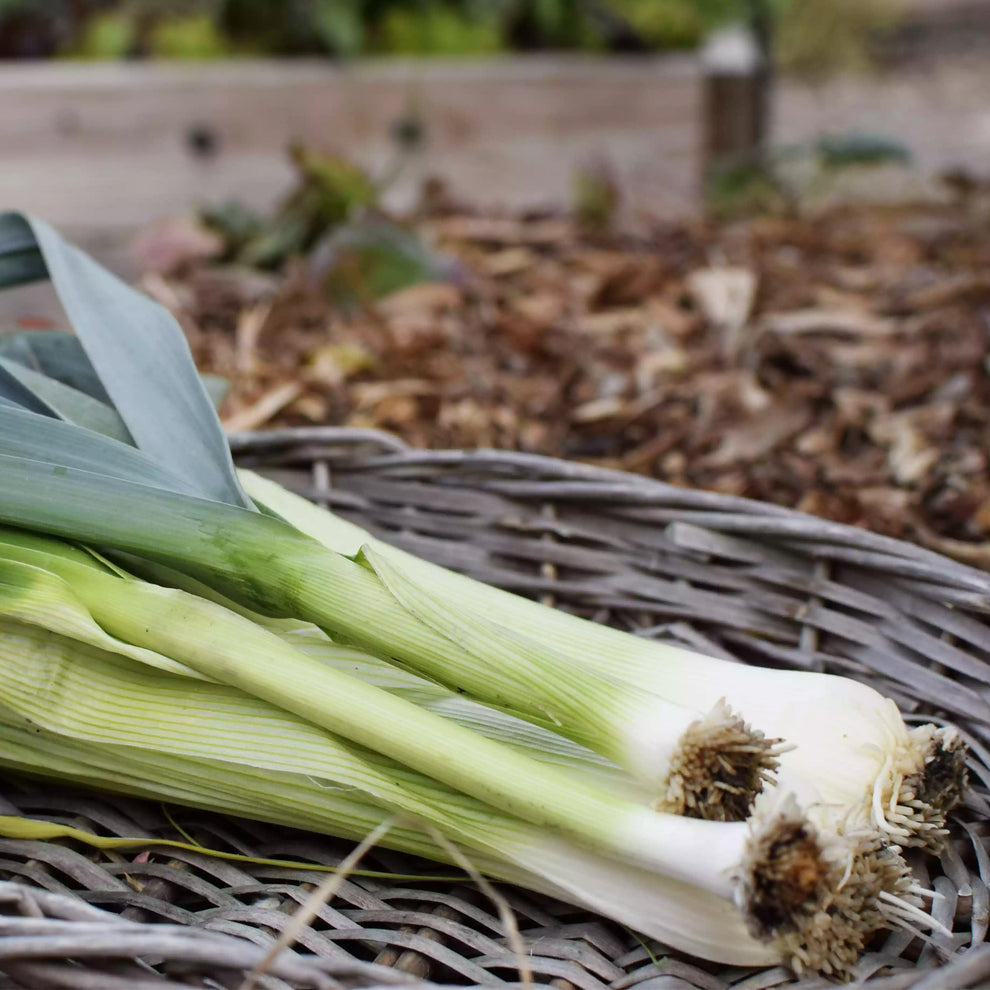 Leeks | Leek – Gardeners Dream