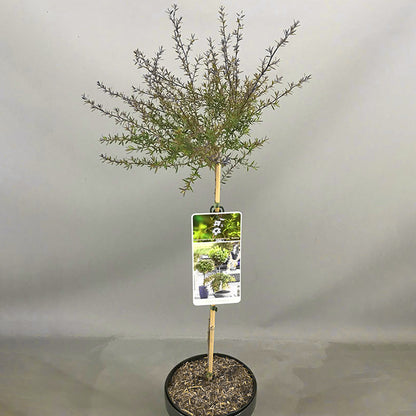 Leptospermum 'Bianco' Patio Tree | Manuka Tree – Gardeners Dream