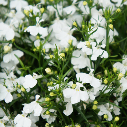 Lobelia Bush White Bedding Plants | Cardinal Flower – Gardeners Dream