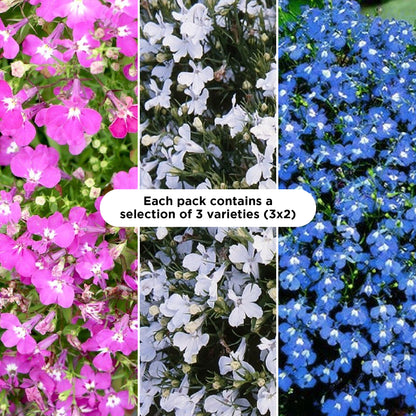 Lobelia Upright Mixed Basket Plants | Cardinal Flower – Gardeners Dream