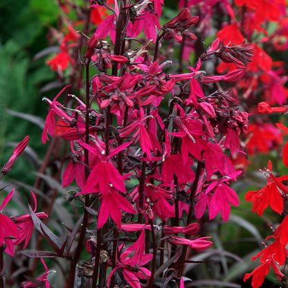 Lobelia 'Rose Princess' | Cardinal Flower – Gardeners Dream