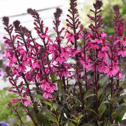 Lobelia 'Rose Princess' | Cardinal Flower – Gardeners Dream
