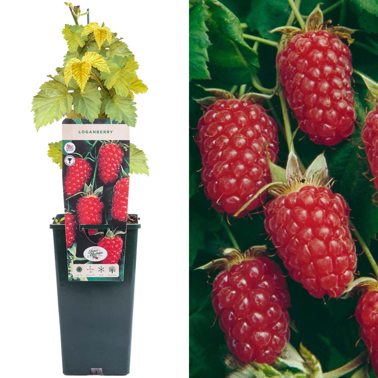 Loganberry Hybrid | Loganberry – Gardeners Dream