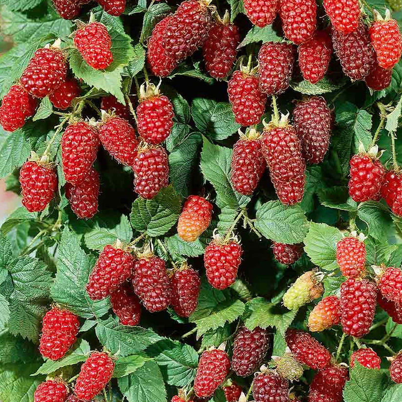 Loganberry Hybrid | Loganberry – Gardeners Dream