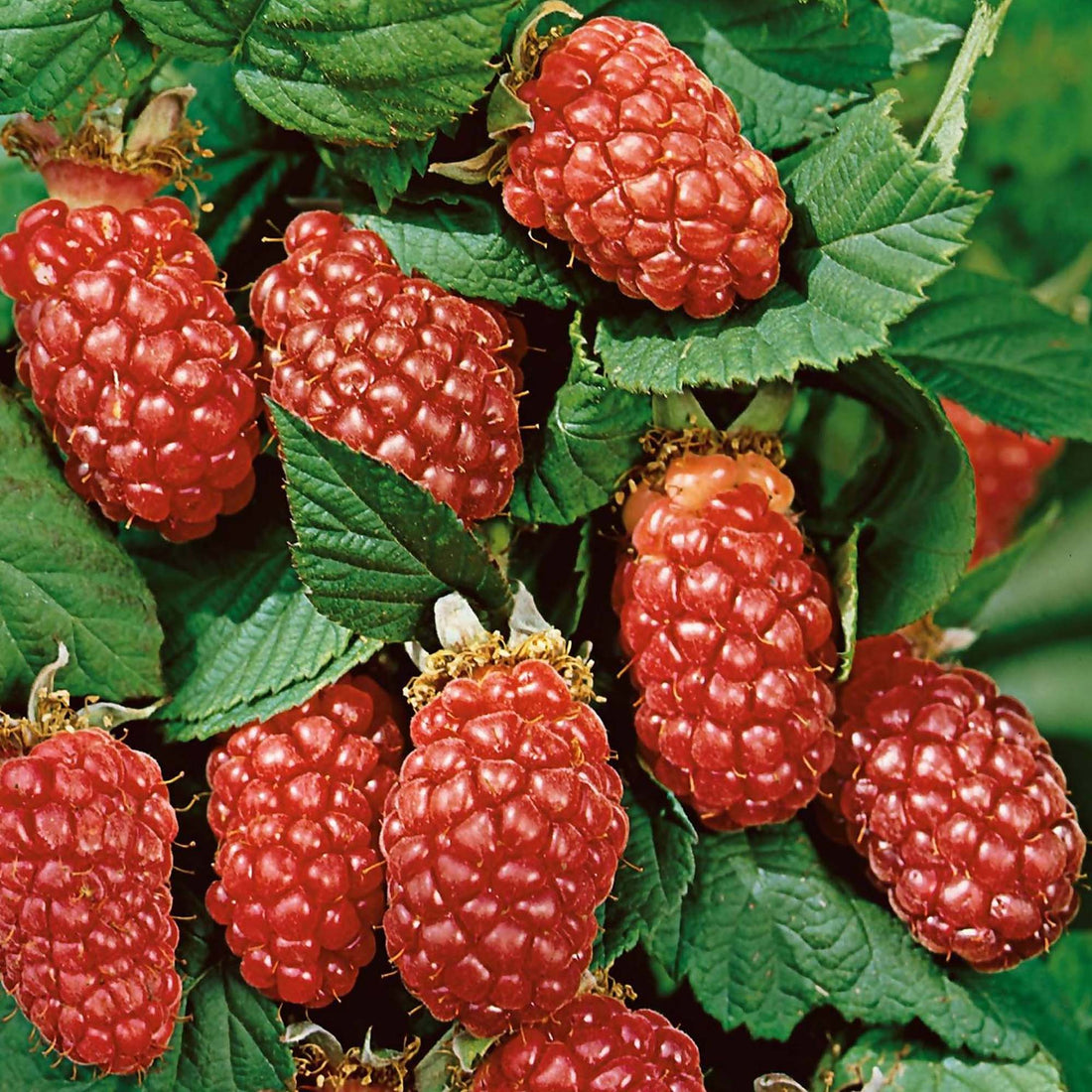 Loganberry Hybrid | Loganberry – Gardeners Dream